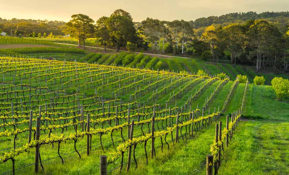 6 Wine Tours across the Globe for Wine Lovers